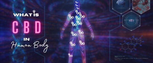 What is CBD in the human body? How & Why is it Useful for Us?